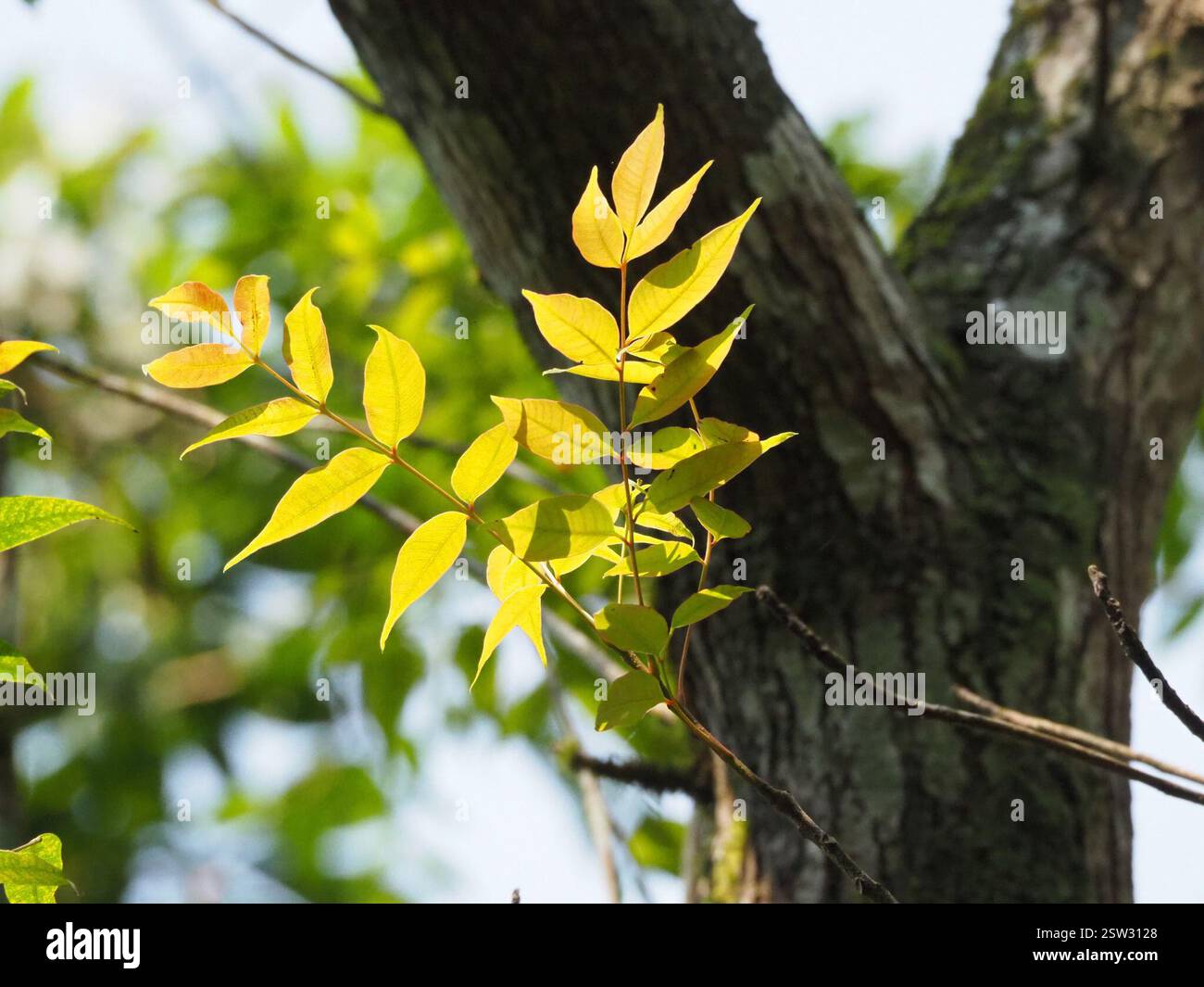 Japanese wax tree (Toxicodendron succedaneum), Plantae, 台灣新北市 Stock ...