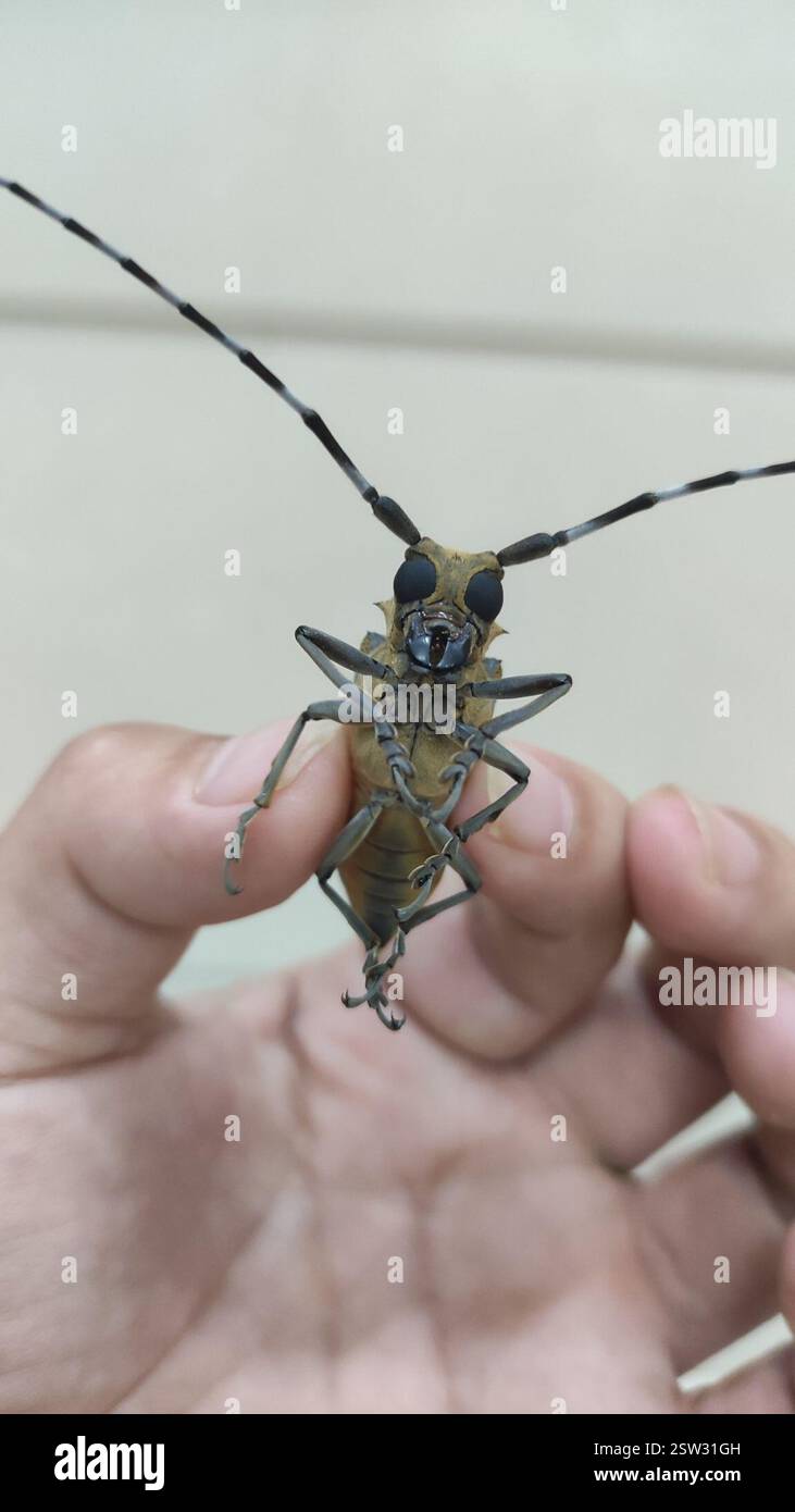 (Apriona rugicollis), Insecta, Hangzhou, CN-ZJ, CN Stock Photo - Alamy