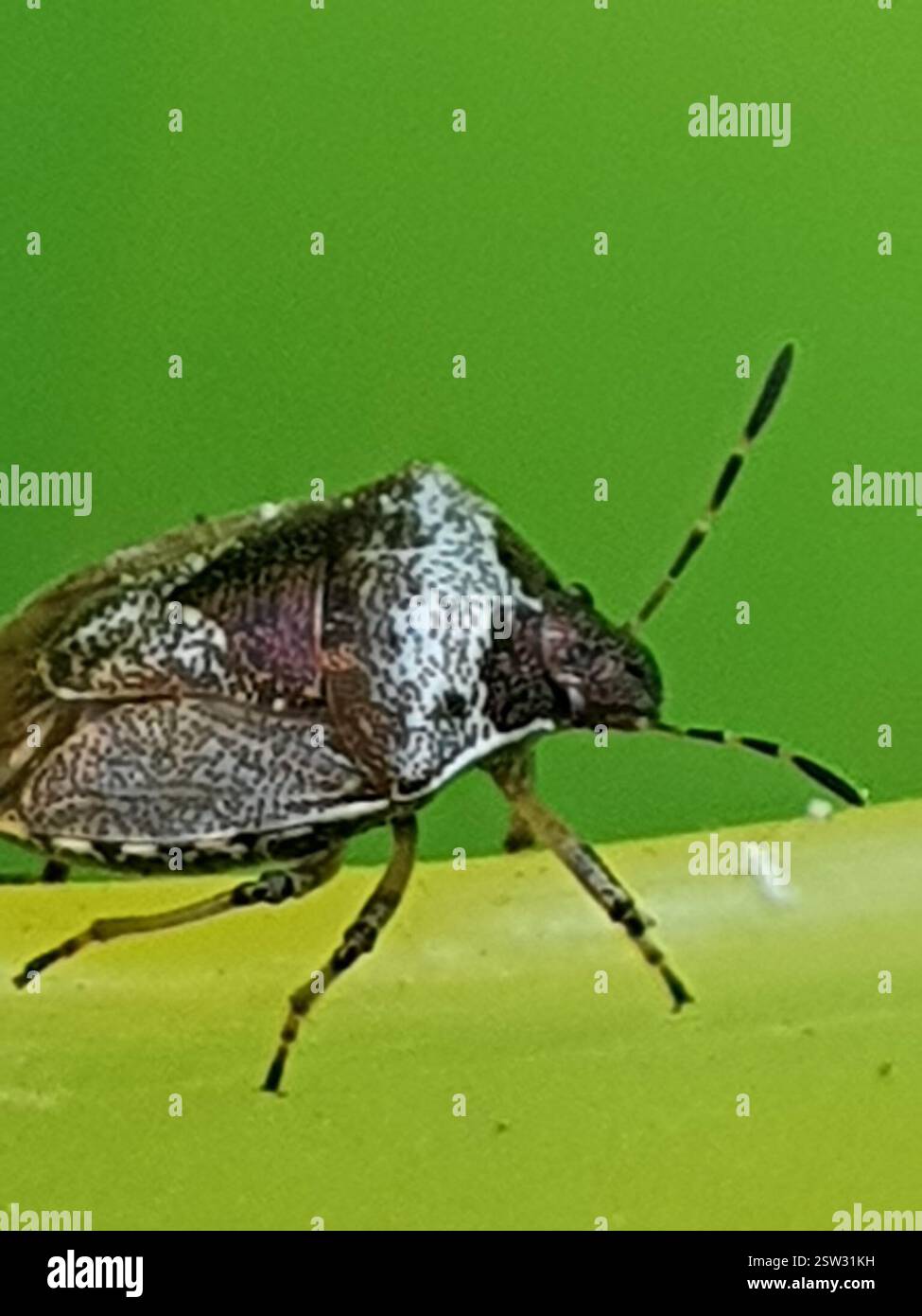 Woundwort Shield Bug (Stagonomus venustissimus), Insecta, Stirchley ...