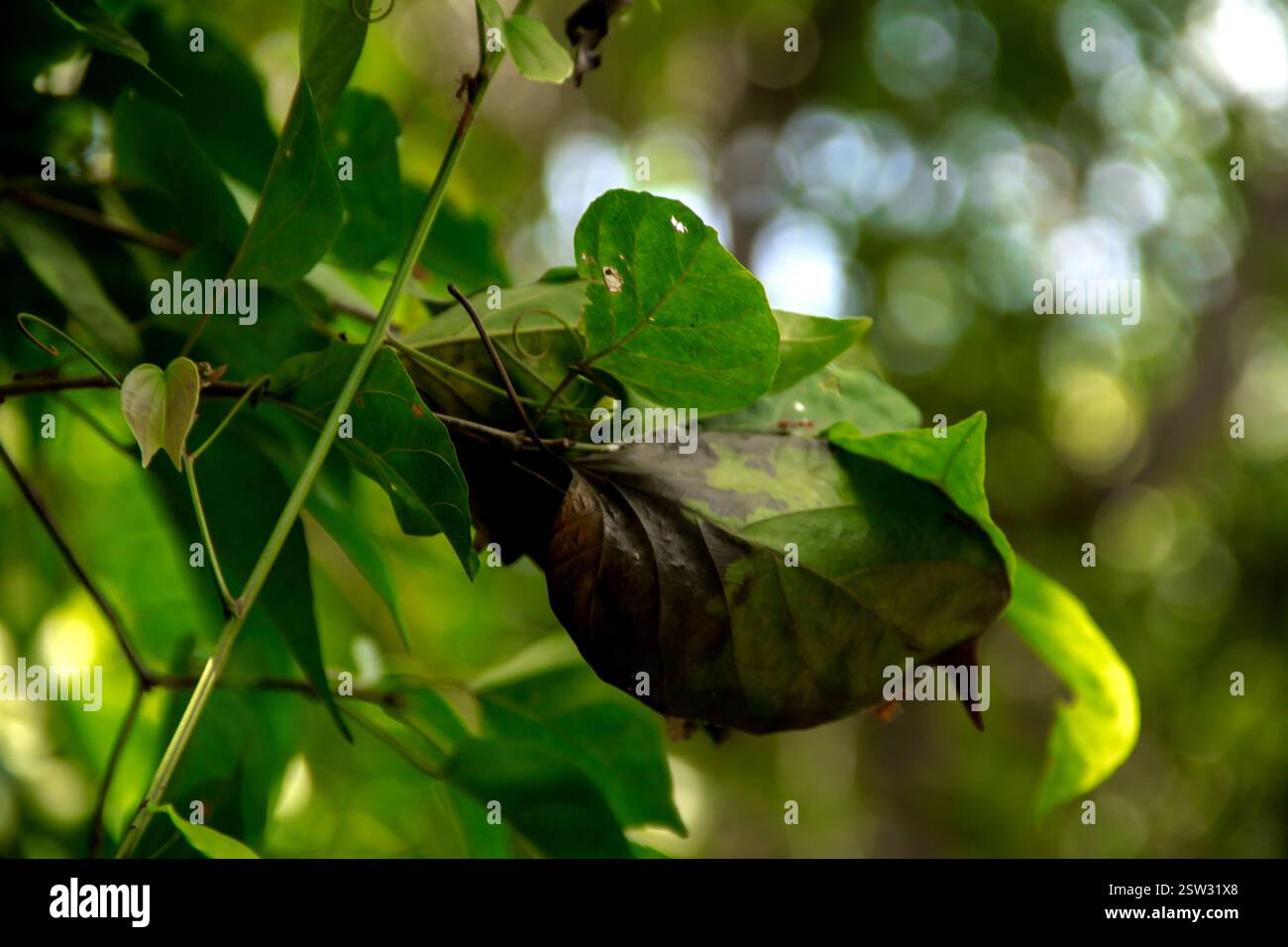 Red ants build nests in trees. Inside the red ant nest, there is a ...