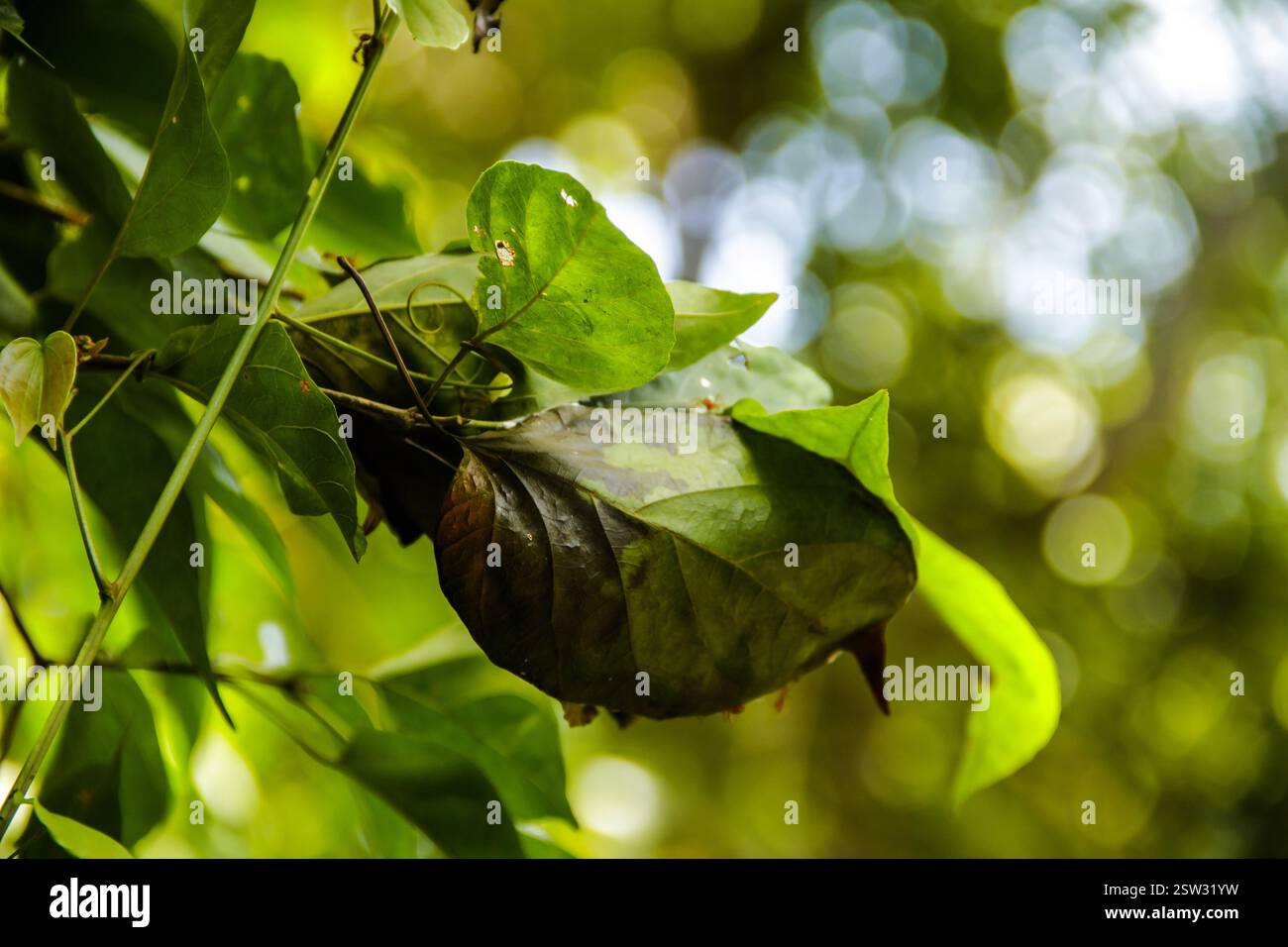 Red ants build nests in trees. Inside the red ant nest, there is a ...