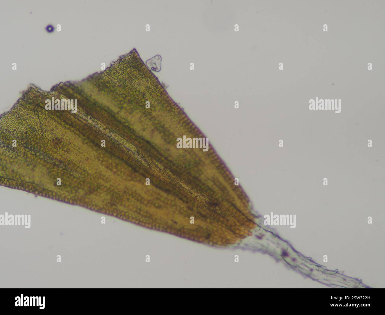 Steppe Screw-Moss (Syntrichia caninervis), Plantae, Stikine Region, BC ...