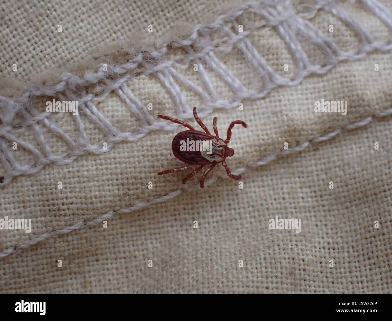 Dog Ticks (Dermacentor), Arachnida, Val Marie No. 17, SK S0N, Canada ...
