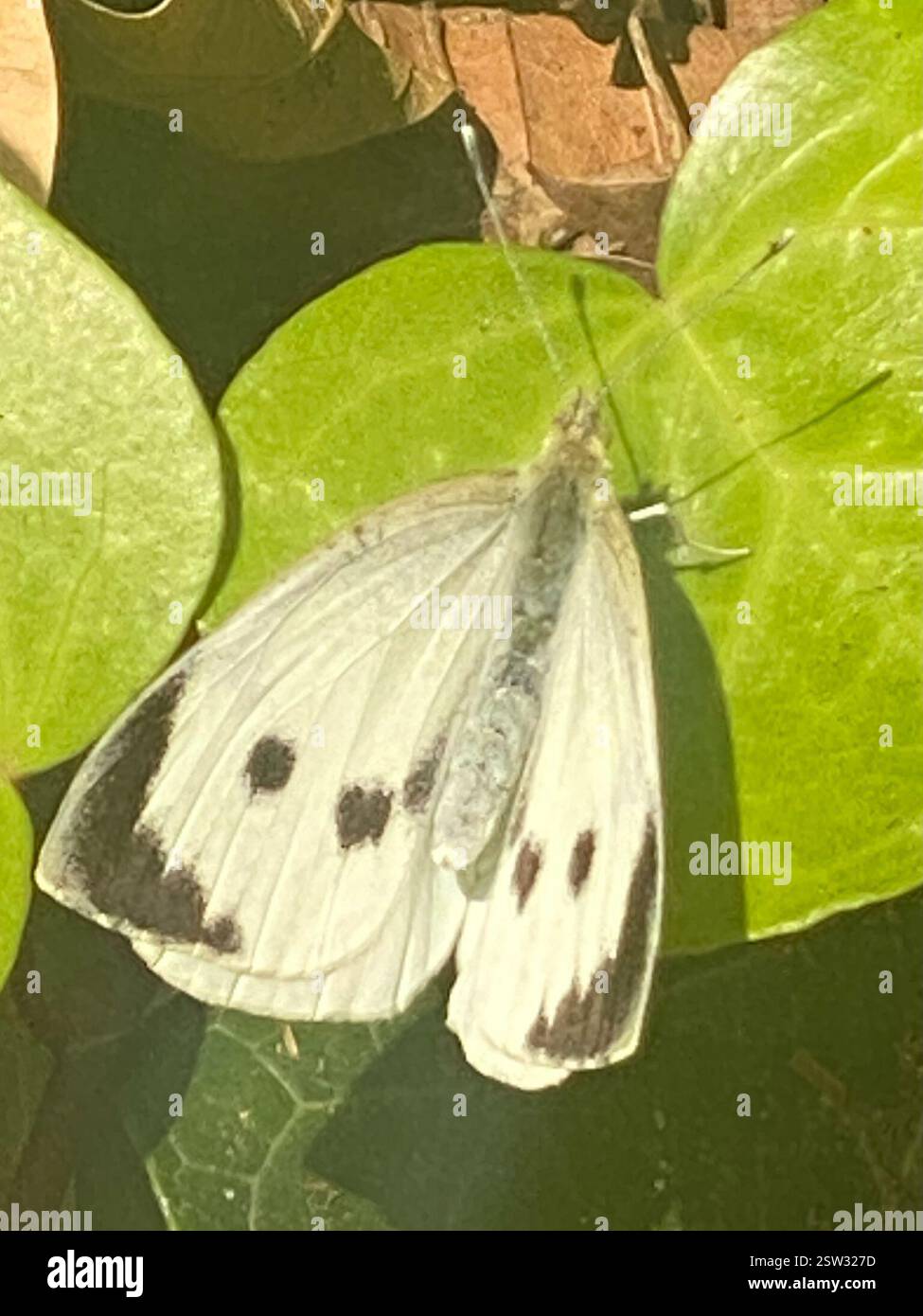 Large White (Pieris brassicae), Insecta, North Woolwich Road, London ...