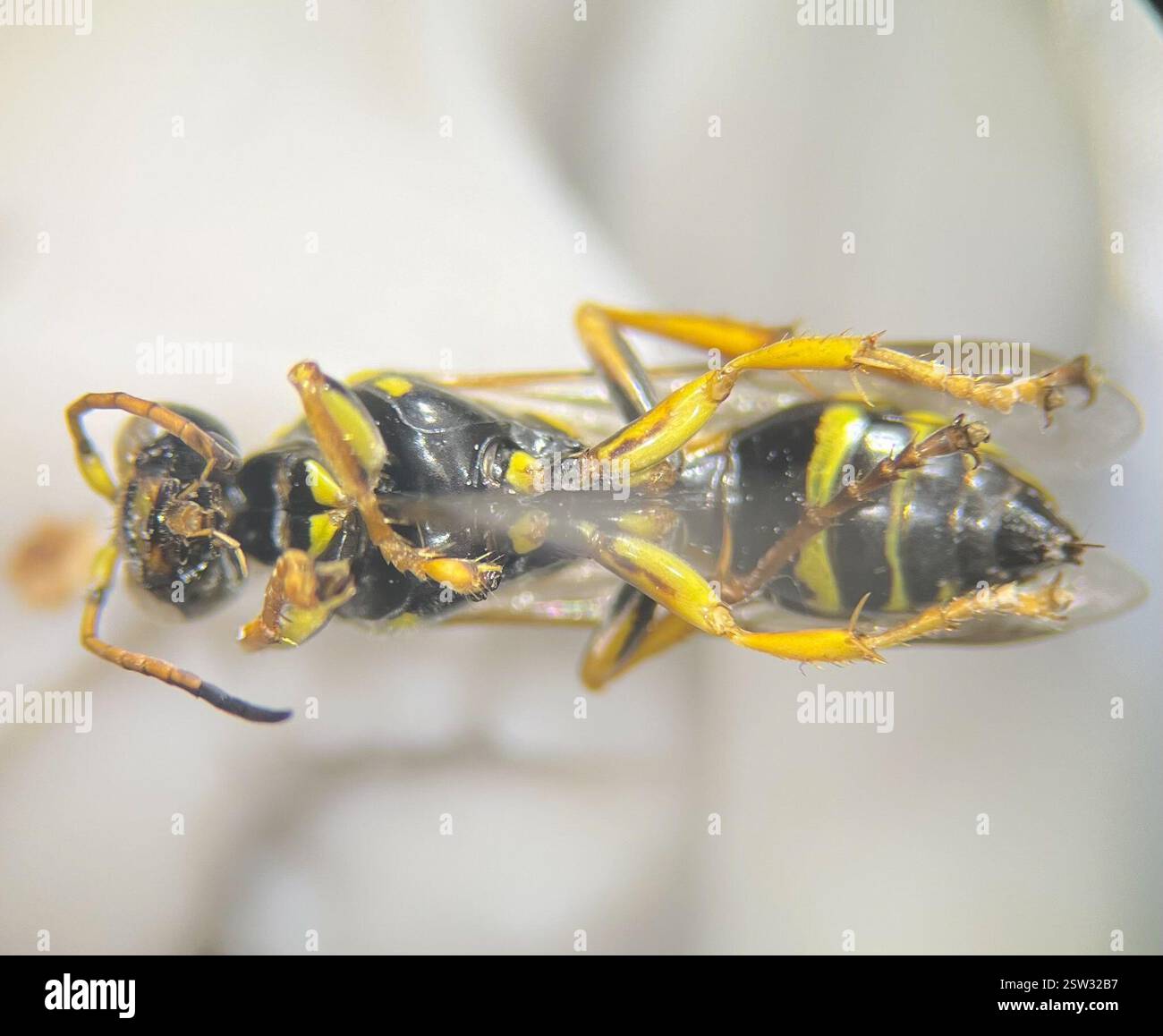 Square-headed Wasps, Sand Wasps, and Allies (Crabronidae), Insecta ...