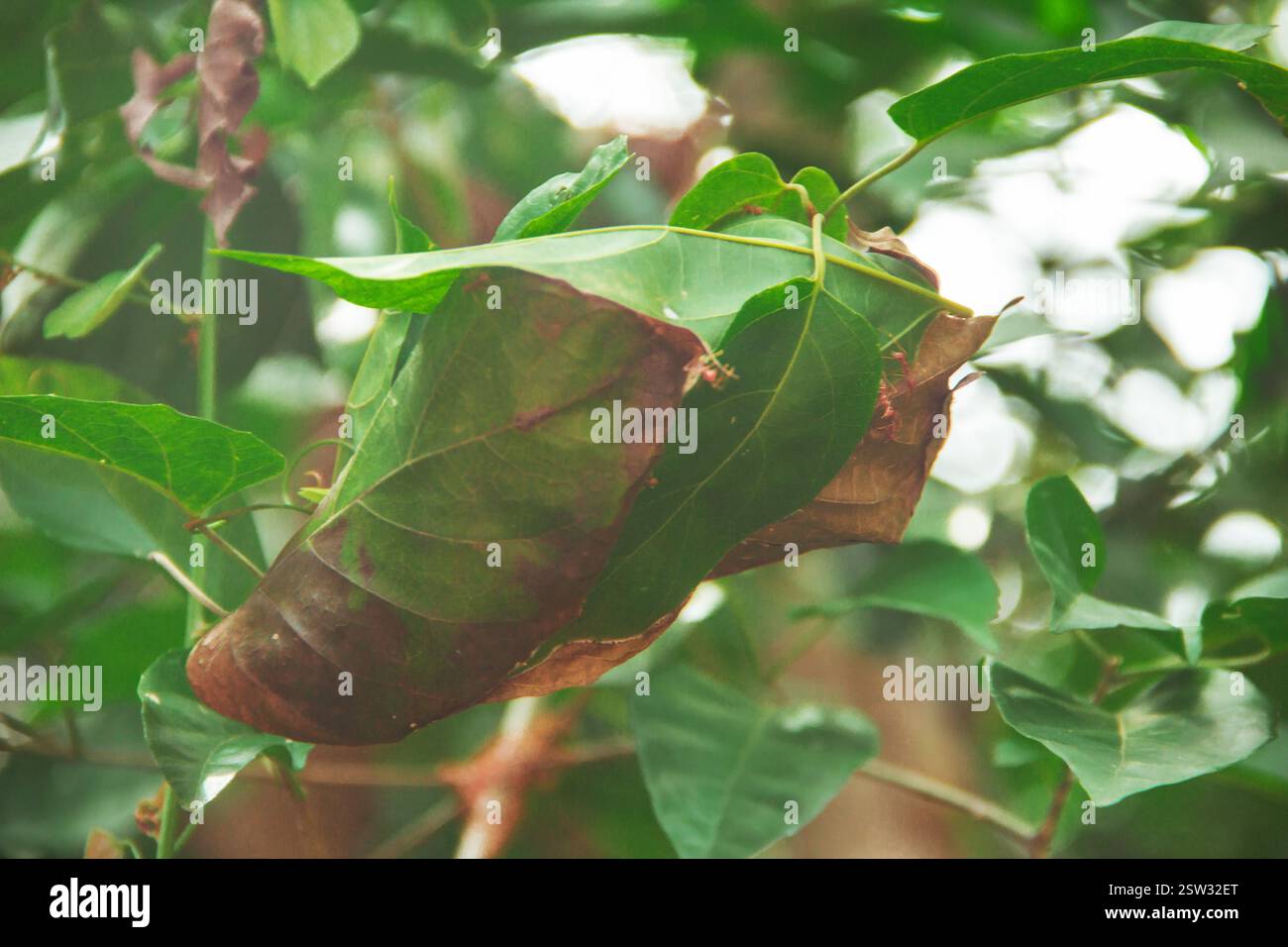 Red ants build nests in trees. Inside the red ant nest, there is a ...