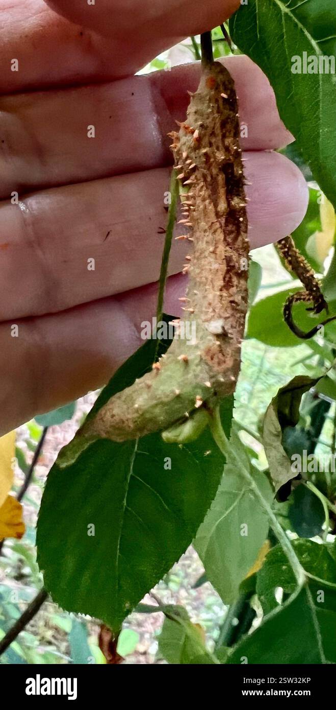 cedar rusts (Gymnosporangium), Fungi, Acacia Rd, Port Republic, MD, US ...