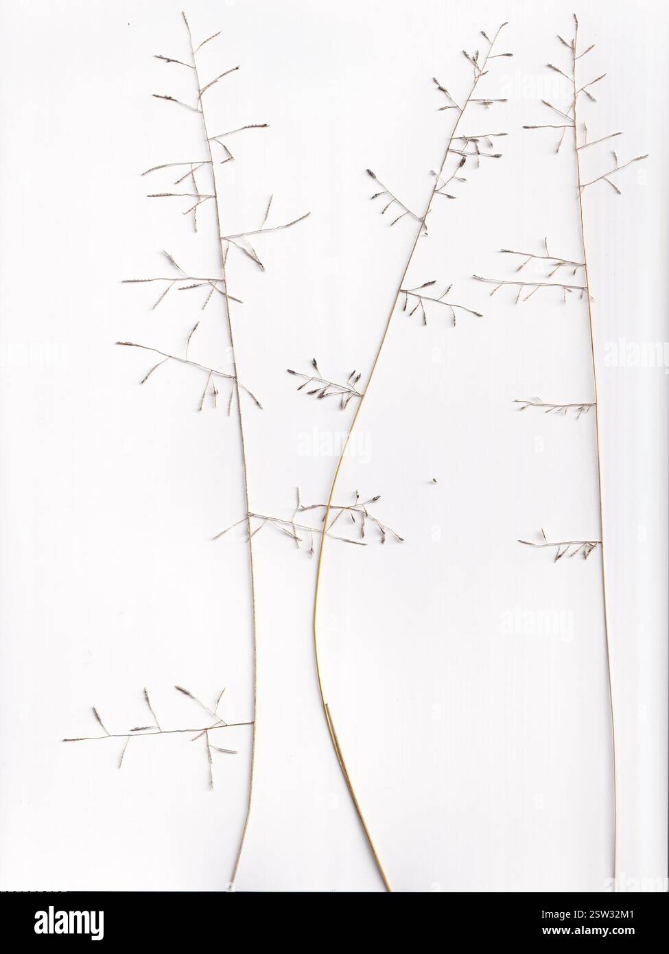 (Eragrostis leptostachya), Plantae, Dungog NSW 2420, Australia, Found ...