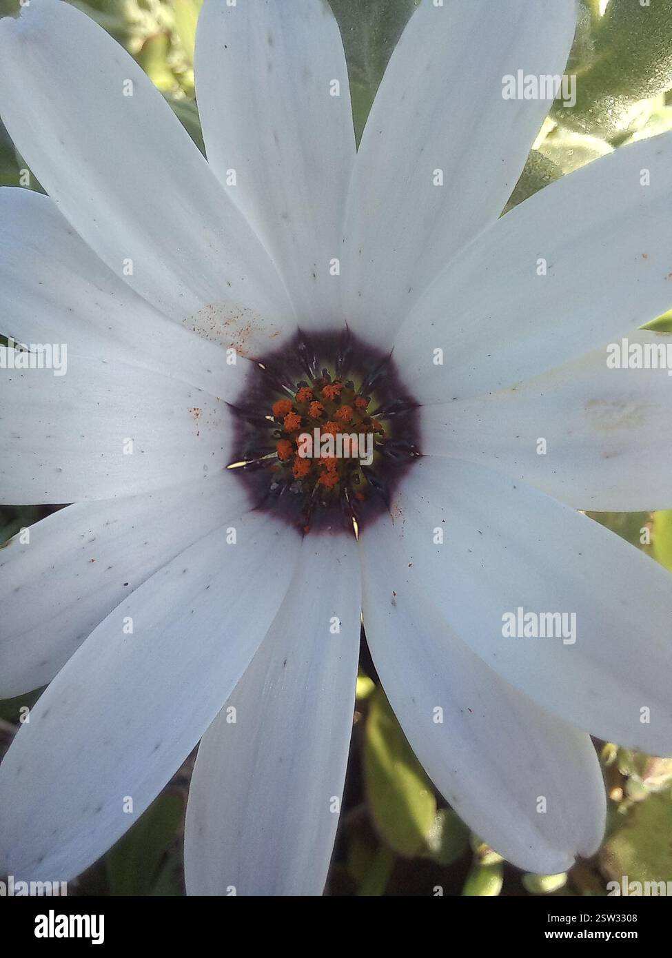 trailing African daisy (Dimorphotheca fruticosa), Plantae, Mitchells ...