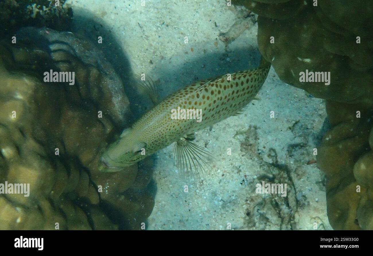 Slender Grouper (Anyperodon leucogrammicus), Actinopterygii, Ko Haa ...