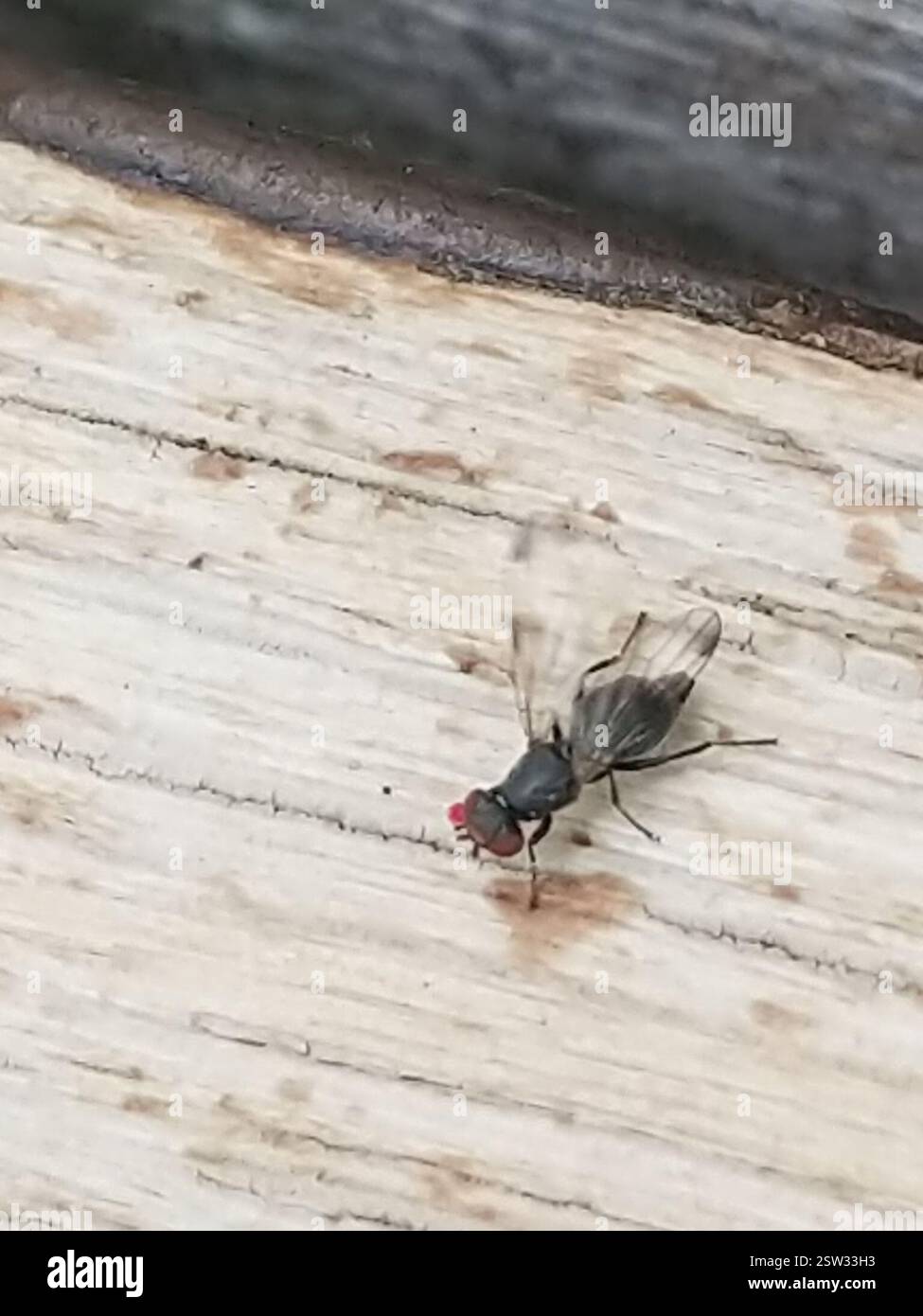 Flies (Diptera), Insecta, Mifflin Township, PA, USA, Flaps wings in an ...
