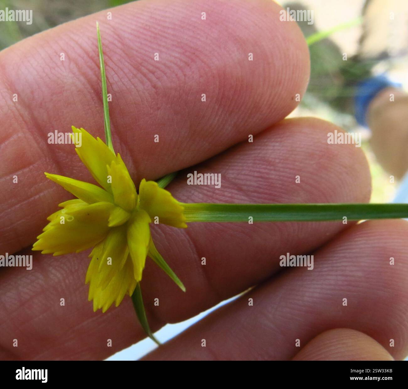 Golden Sedge (Cyperus sphaerocephalus), Plantae, uMgungundlovu District ...
