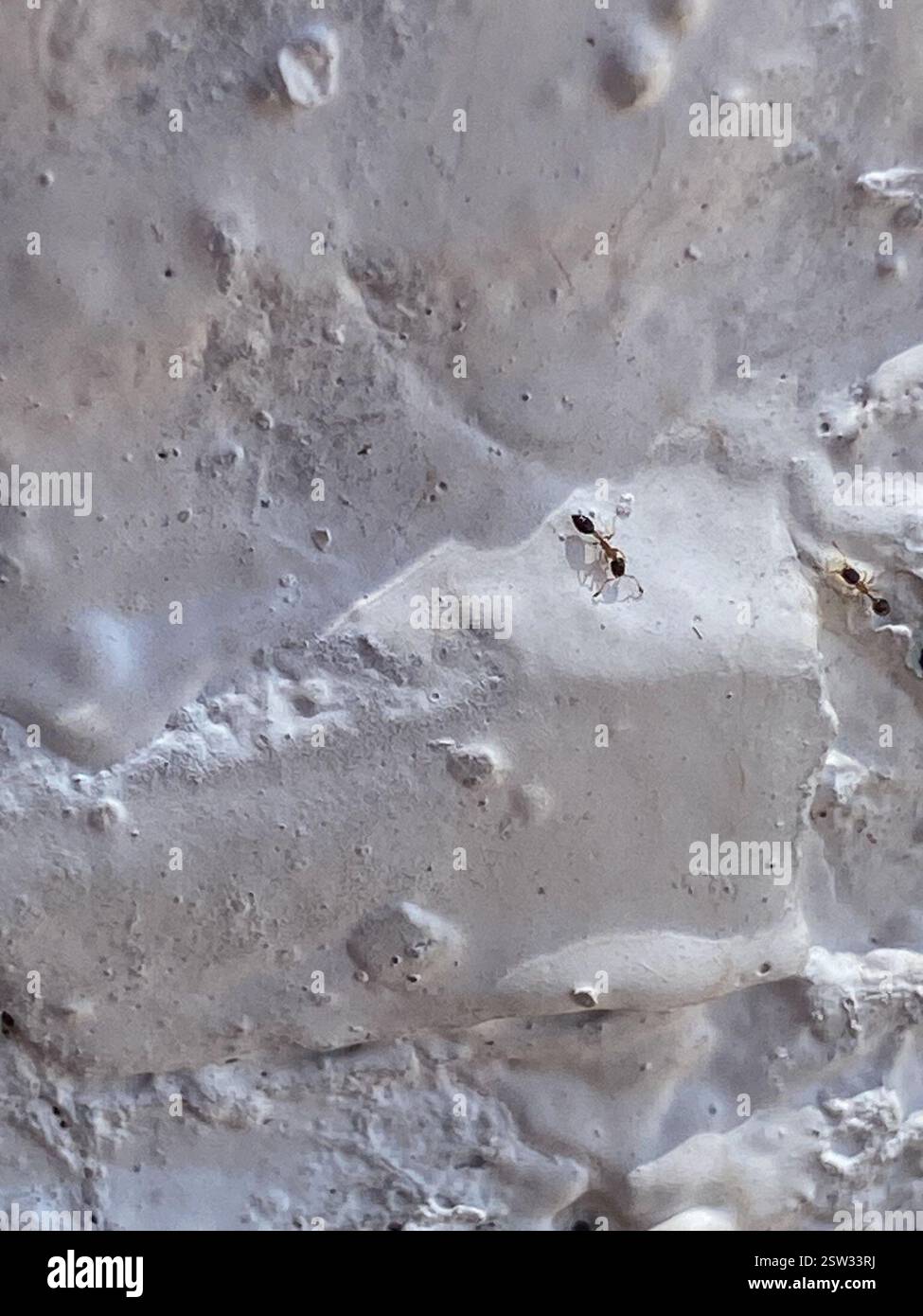 Flower Ant (Monomorium floricola), Insecta, Isla Cozumel, Cozumel ...