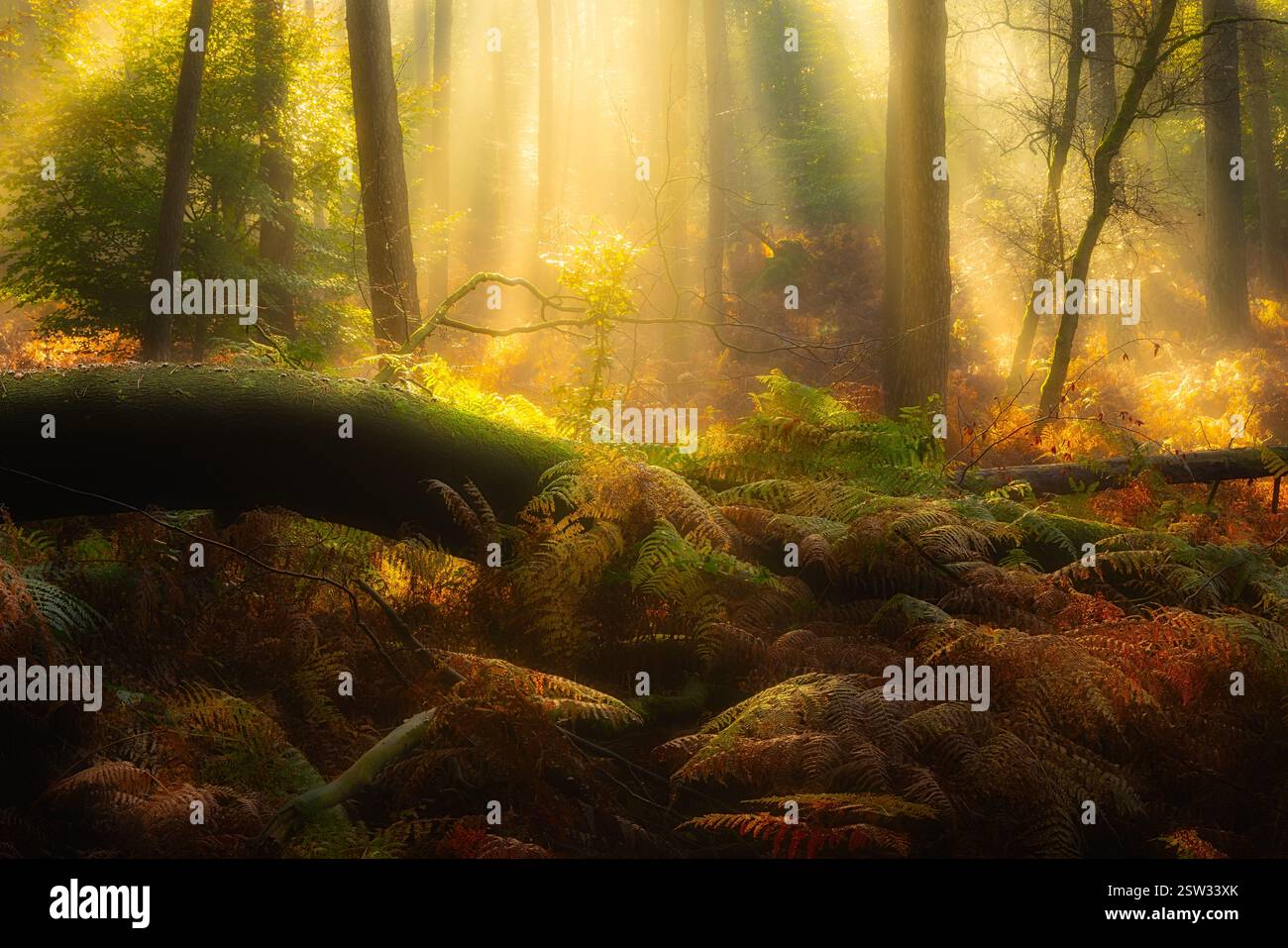 A beautiful autumn landscape in the forest with warm colors and rays of ...