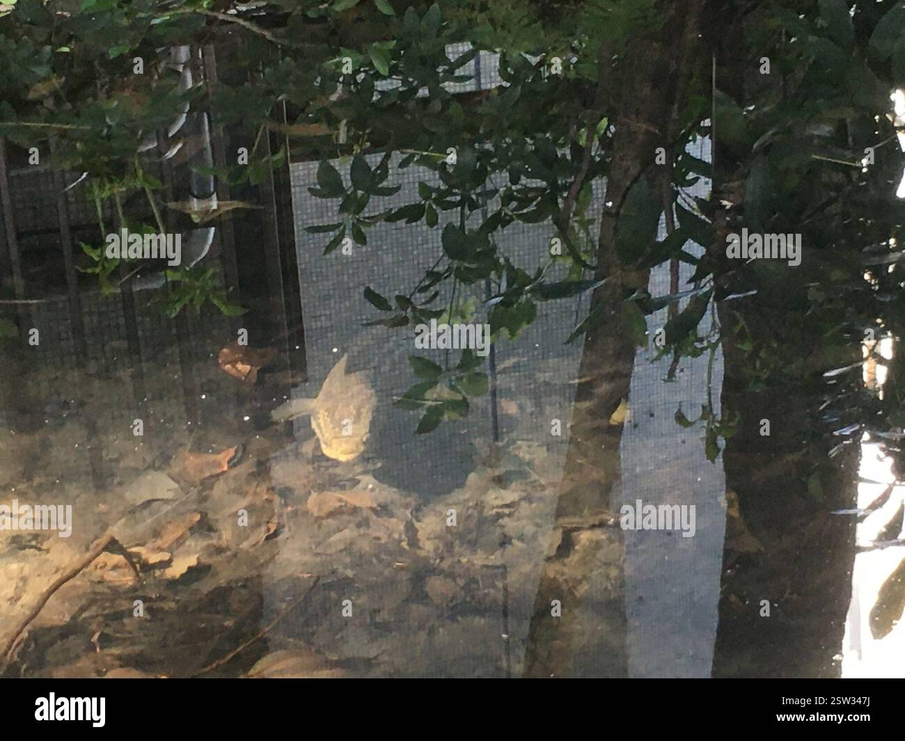 Blotched Snakehead (Channa maculata), Actinopterygii, 國立臺北科技大學, 大安區, TW ...