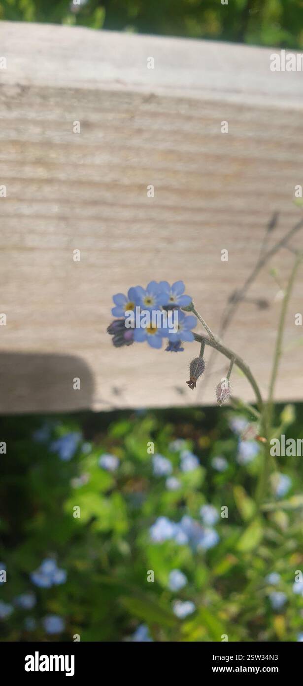 Forget-me-nots (Myosotis), Plantae, The Old Windmill, South ...