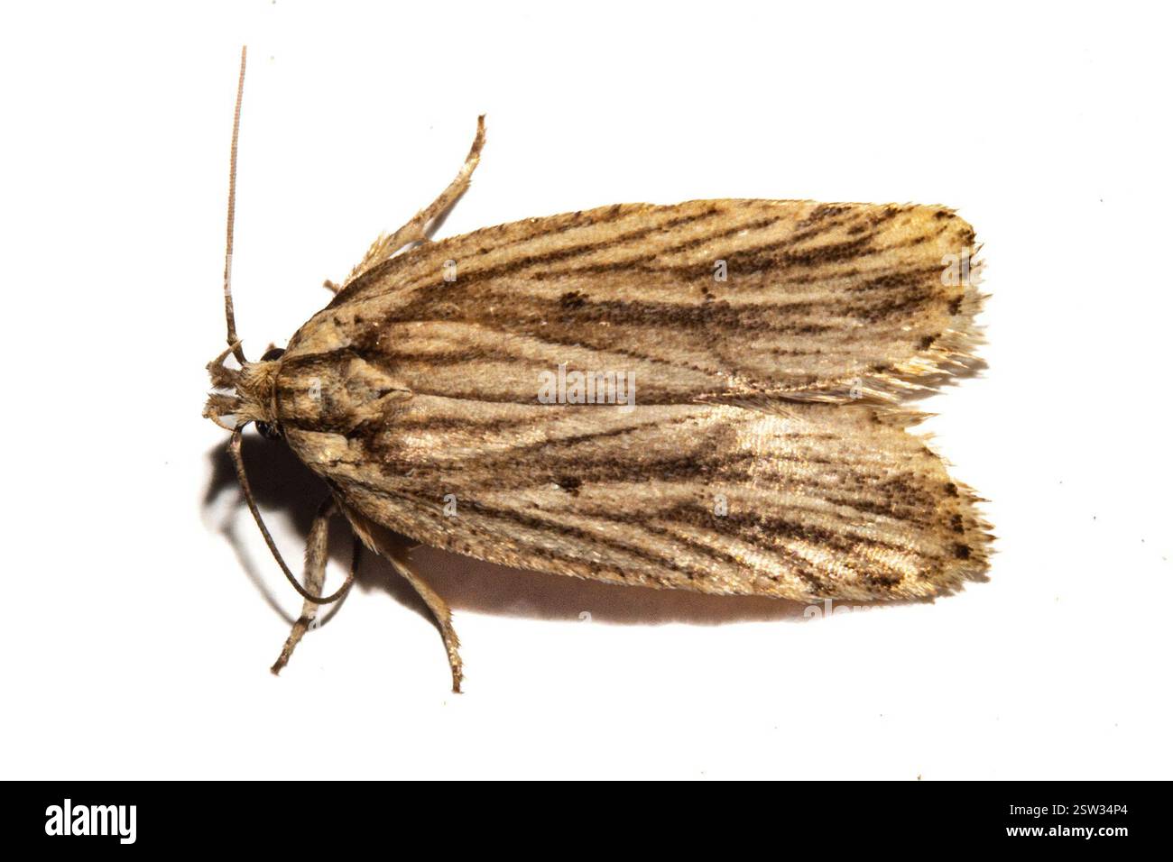 What should i shoot Cut Out Stock Images & Pictures - Alamy