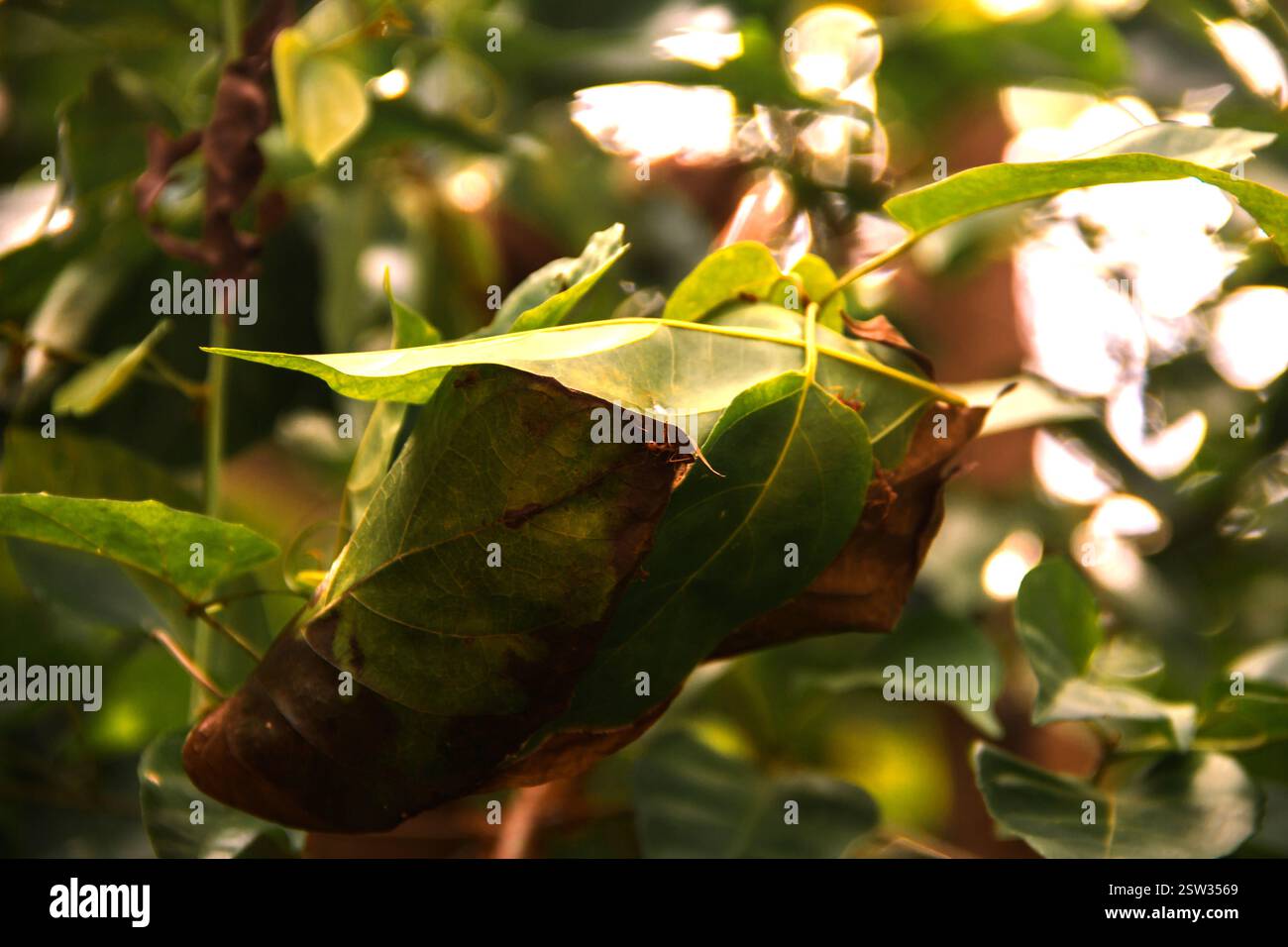 Red ants build nests in trees. Inside the red ant nest, there is a ...
