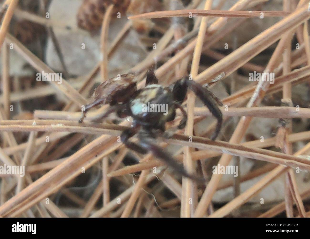Mediterranean white-banded spider (Evarcha jucunda), Arachnida ...