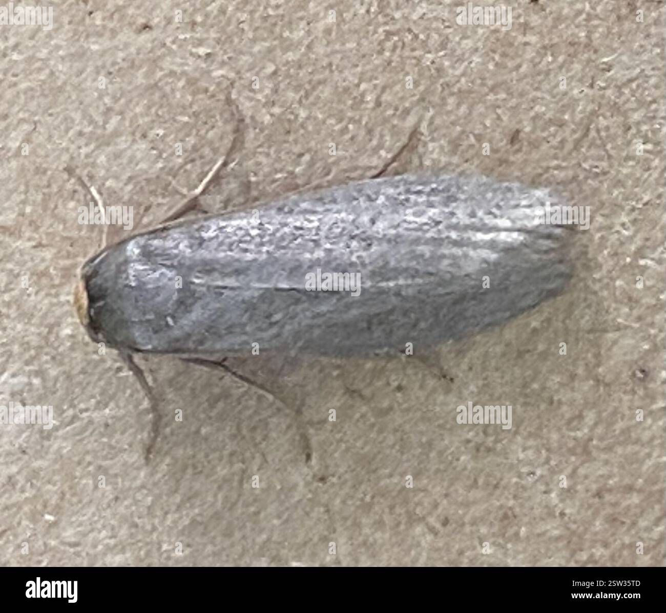 Lesser Wax Moth (Achroia grisella), Insecta, New Forest National Park ...