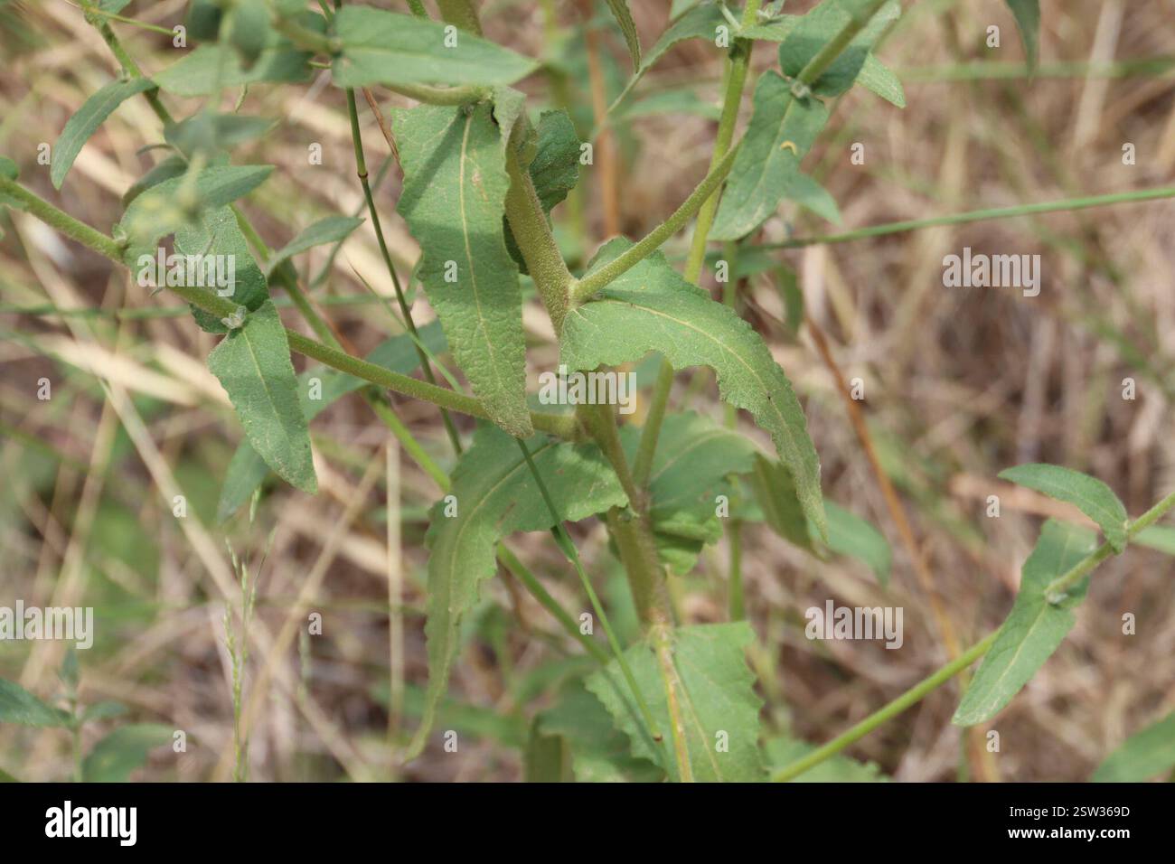 wavyleaf mullein (Verbascum sinuatum), Plantae, Vis, Croatia Stock ...