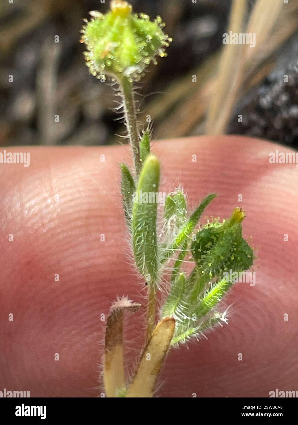 small tarweed (Madia exigua), Plantae, Ross Lake National Recreation ...
