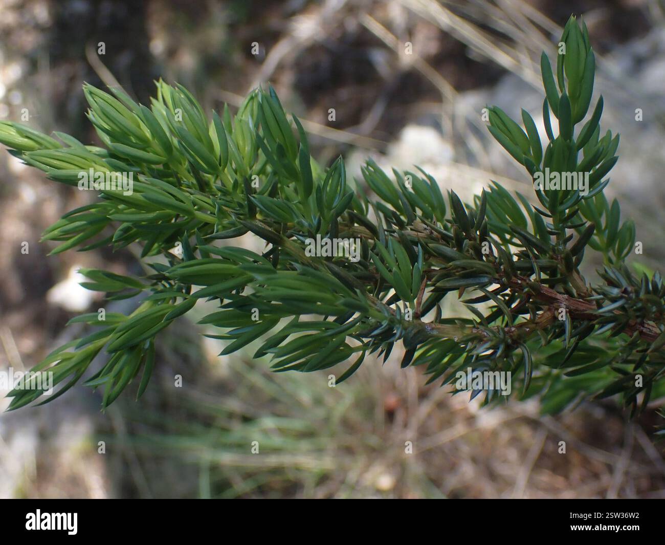 common juniper (Juniperus communis), Plantae, Thompson-Nicola, BC ...