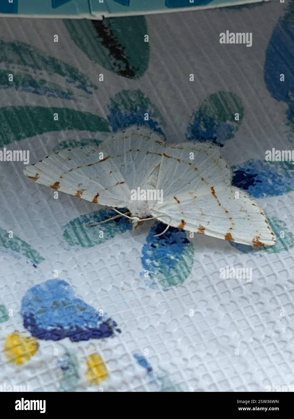 Lesser Maple Spanworm Moth (Macaria pustularia), Insecta, Cumberland ...