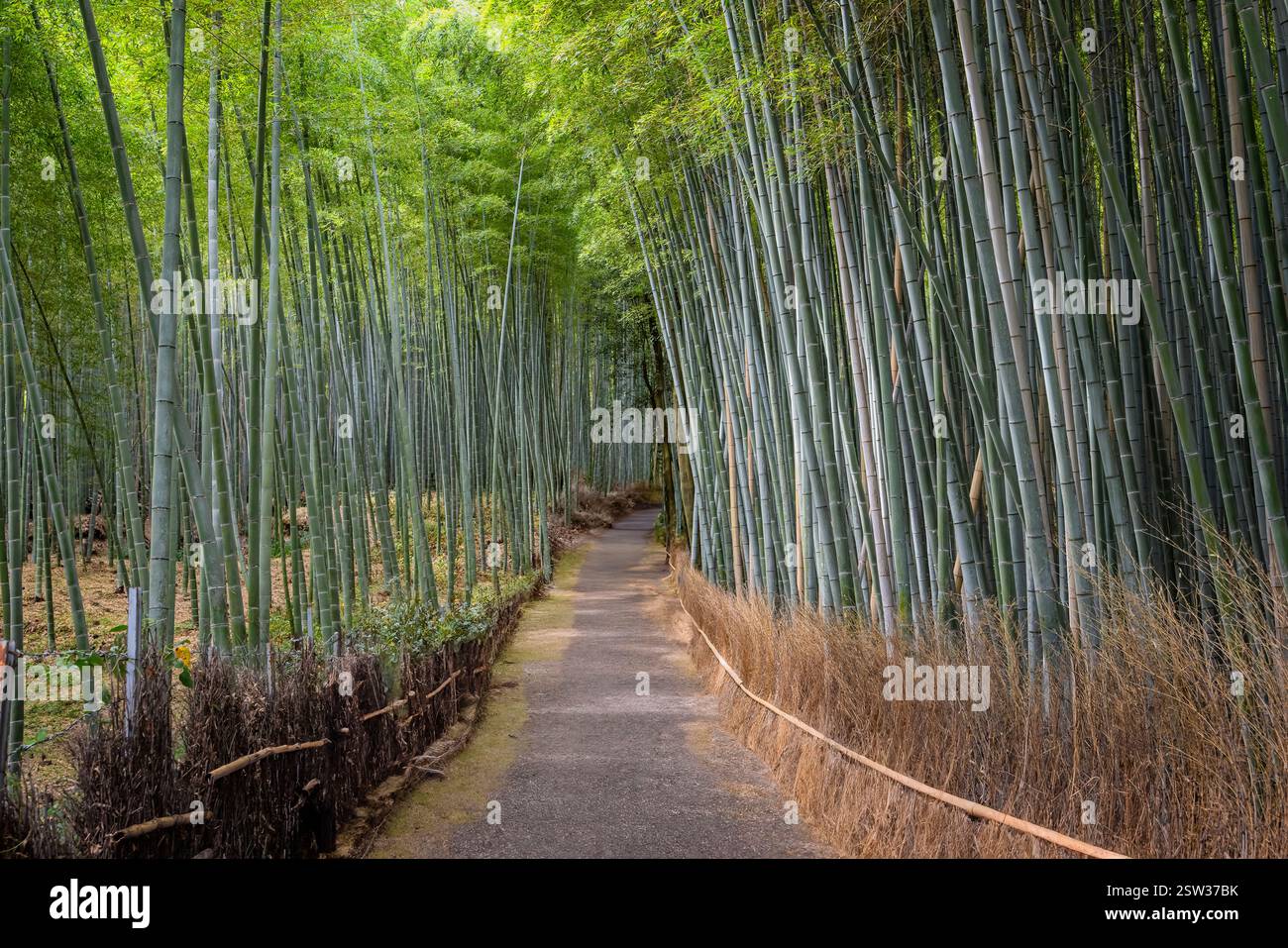 Pathway through the bamboo forest with no people in Arashiyama, Kyoto ...