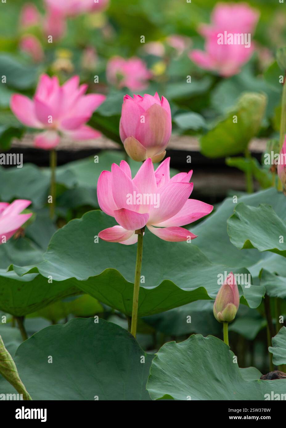 Many lotus flower blossom in the pond Stock Photo - Alamy