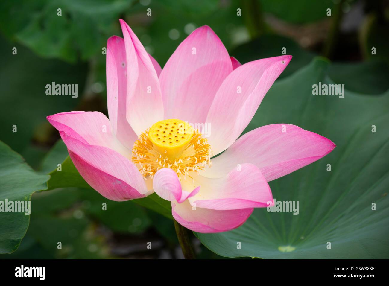 Lotus flower blossoms Stock Photo - Alamy
