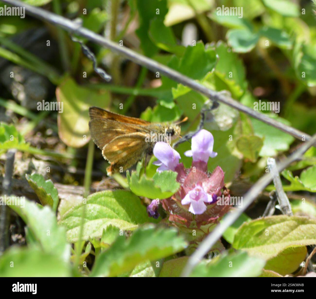 Sonoran Skipper (Polites sonora), Insecta, Okanagan-Similkameen, BC ...