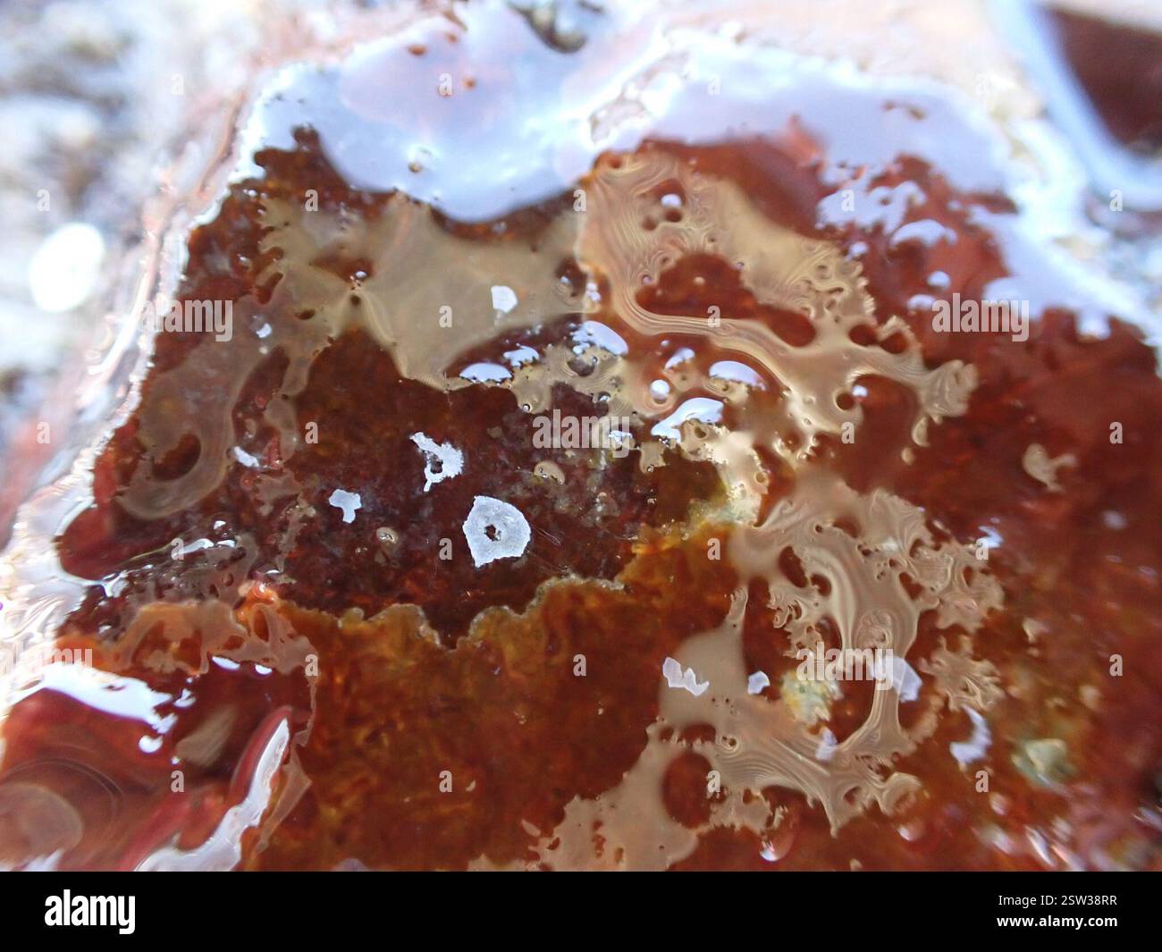 rusty rock (Hildenbrandia rubra), Plantae, Belcarra, BC, Canada Stock ...