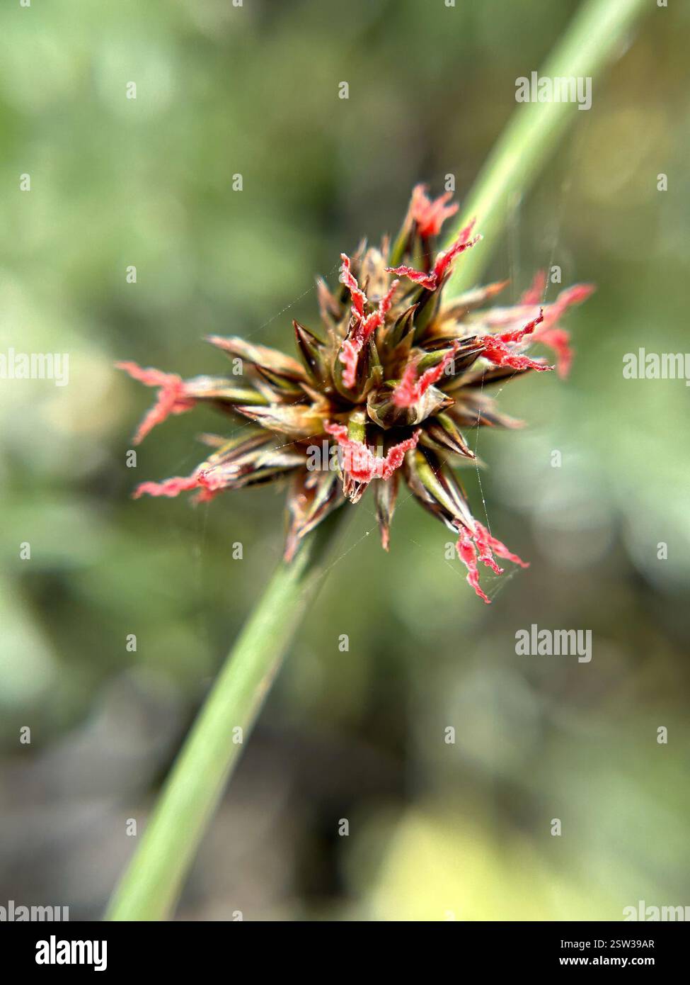 salt rush (Juncus breweri), Plantae, Oceano Dunes State Vehicular ...