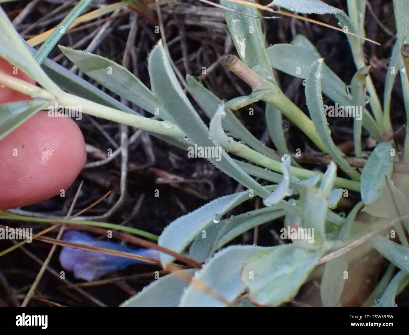 Wax-leaf Beardtongue (Penstemon nitidus), Plantae, Mankota No. 45, SK ...