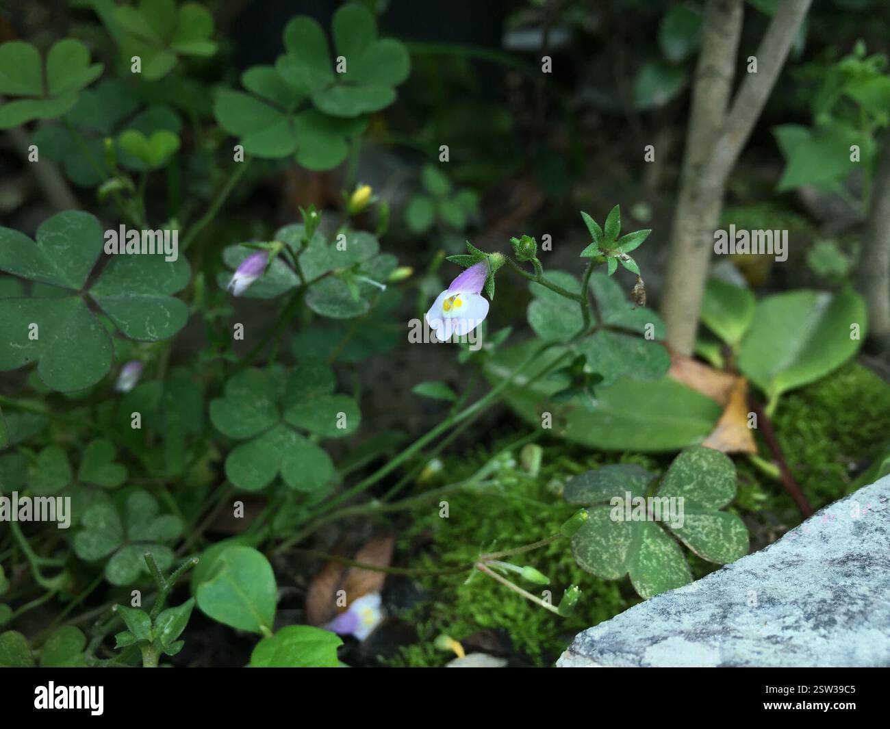 Japanese mazus (Mazus pumilus), Plantae, 新港路, 上海市, CN, Lower leaves of ...