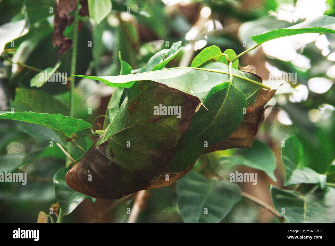Red ants build nests in trees. Inside the red ant nest, there is a ...