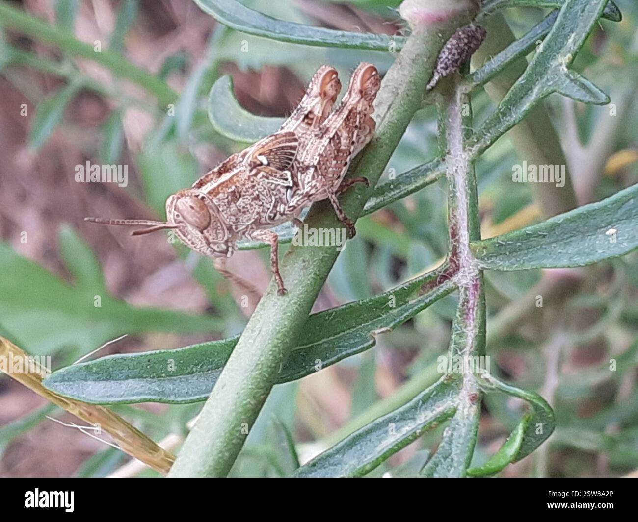 (Calliptamus), Insecta, Città metropolitana di Roma Capitale, Italia ...