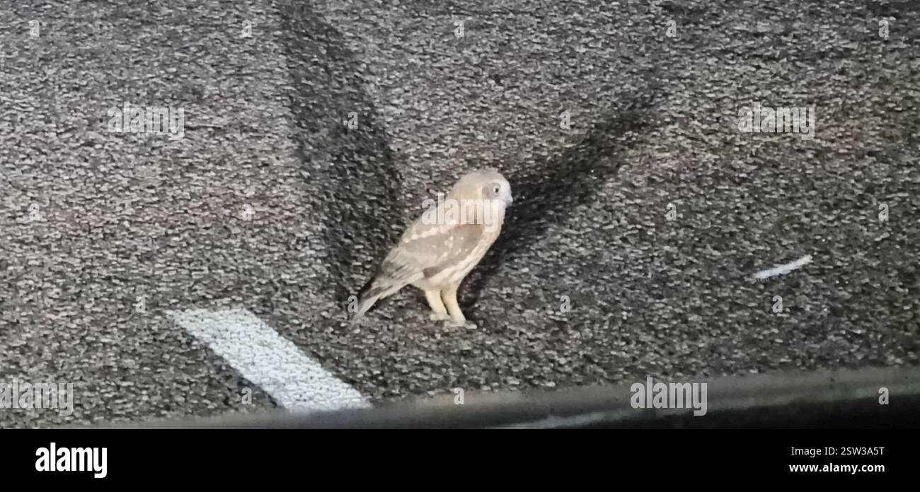 Australian Boobook (Ninox boobook), Aves, Northern Territory, AU Stock ...