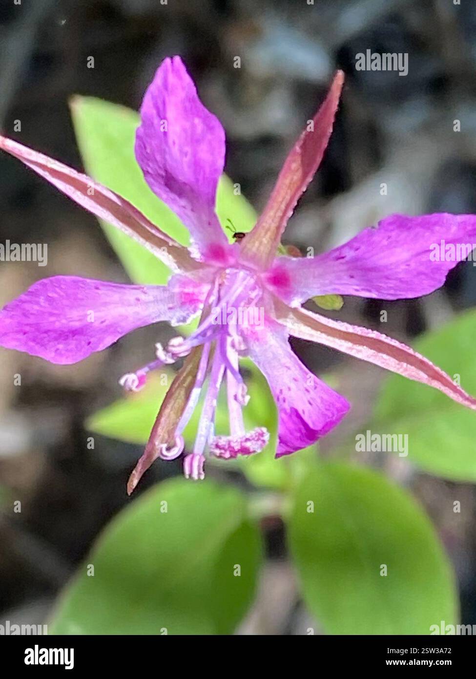 diamond clarkia (Clarkia rhomboidea), Plantae, San Dieguito River Park ...