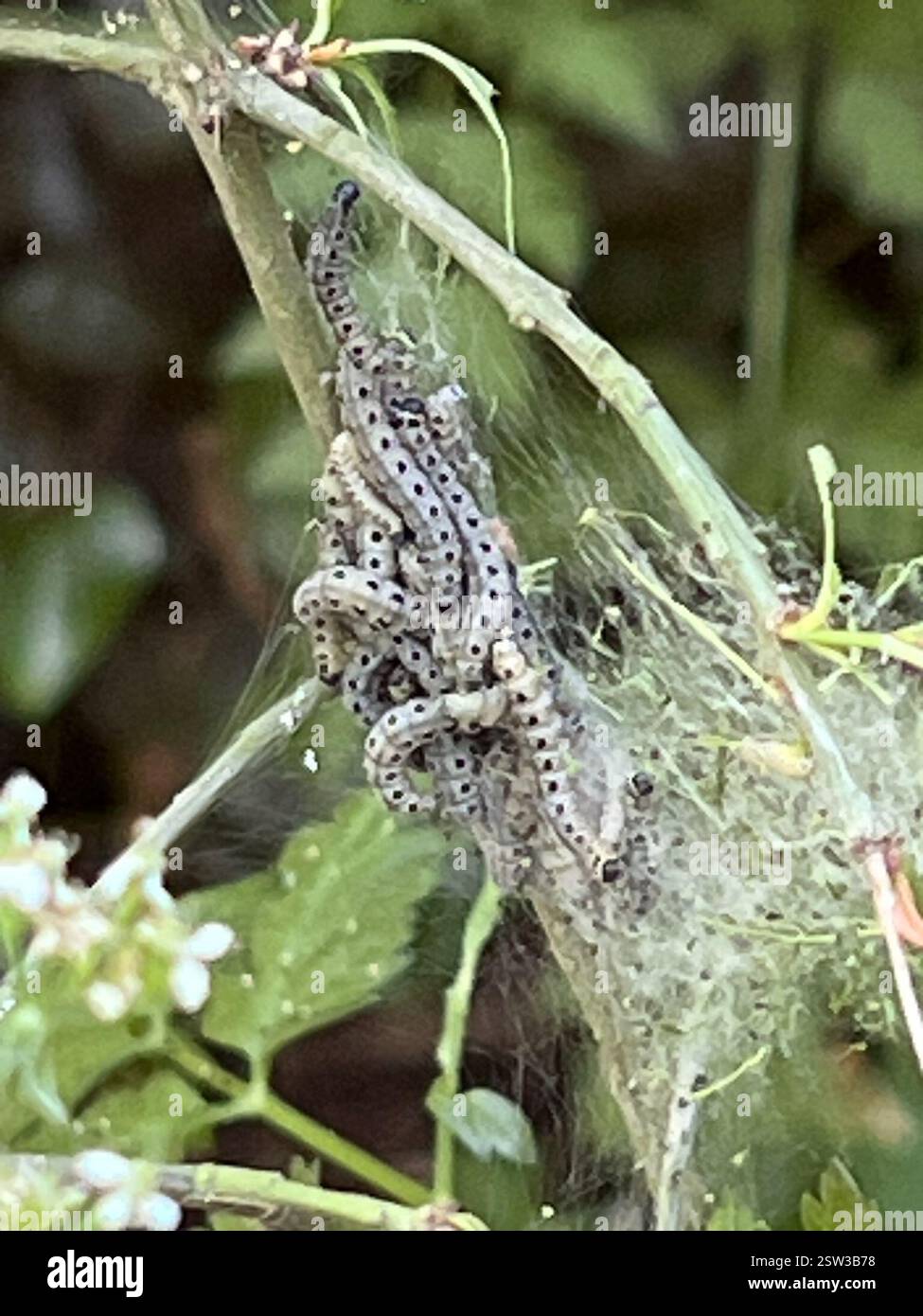 Spindle Ermine Moth (Yponomeuta cagnagella), Insecta, Ashingdon ...