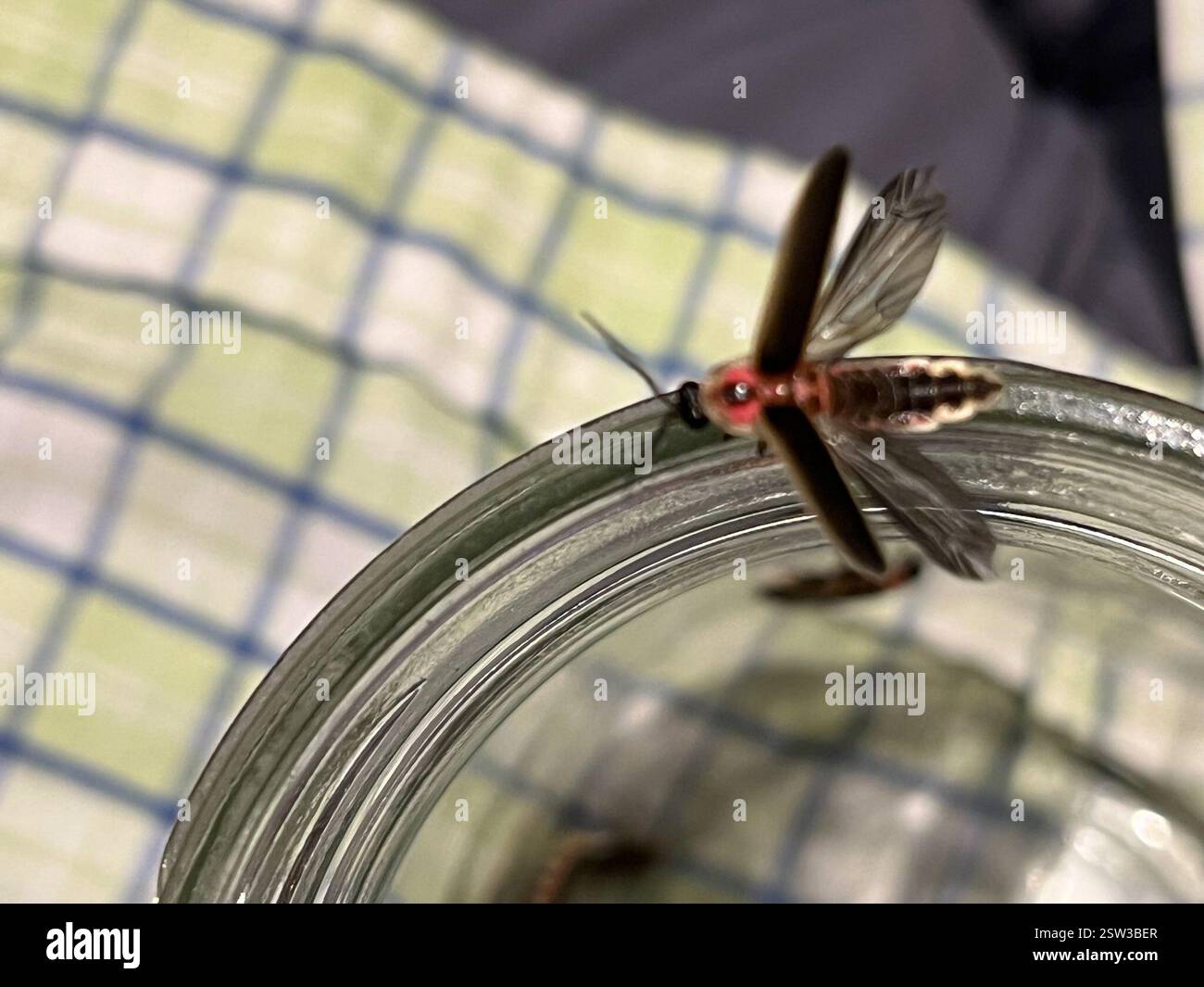 Common Eastern Firefly (Photinus pyralis), Insecta, North Carolina, US ...
