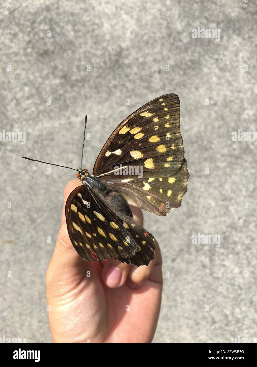 Great Purple Emperor (Sasakia charonda), Insecta, Nagano, JP Stock ...