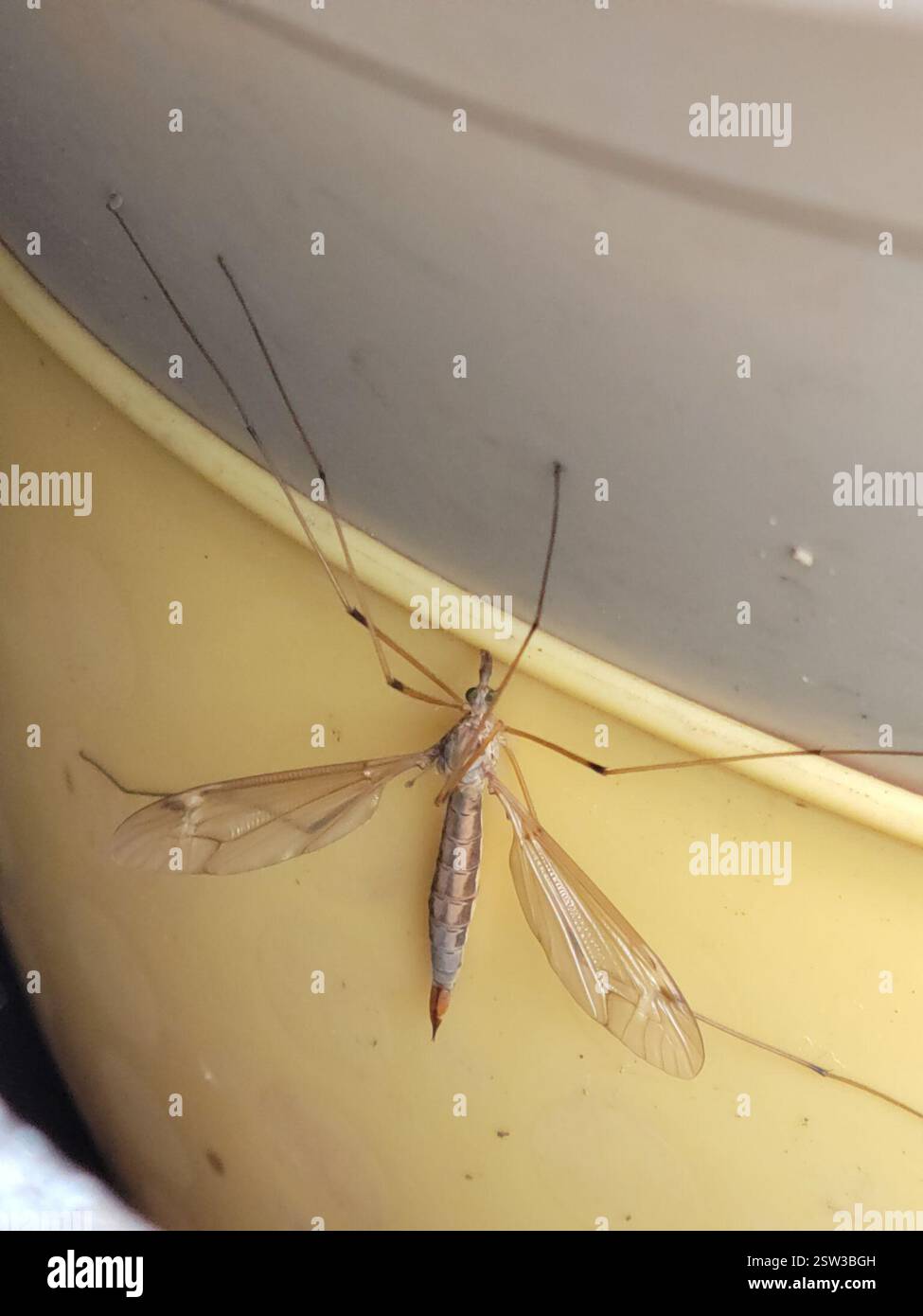Common Crane Flies (Tipula), Insecta, Draper, VA 24324, USA, Biggest ...
