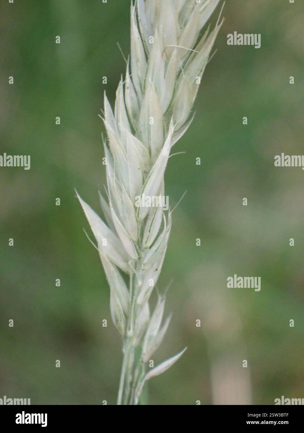 (Holcus), Plantae, Utrechtse Heuvelrug National Park, Leersum, Utrecht ...