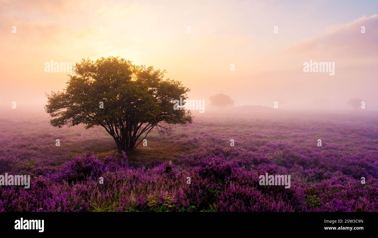 Golden sunlight bathes the expansive heather fields of Veluwe ...