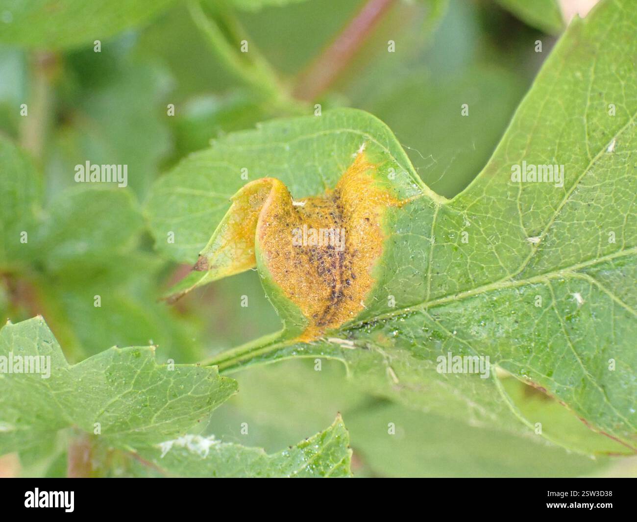 cedar rusts (Gymnosporangium), Fungi, Lancashire, UK Stock Photo - Alamy