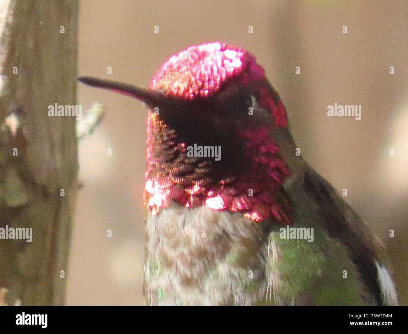 Anna's Hummingbird (Calypte anna), Aves, Country Park Rd, Salinas, CA ...