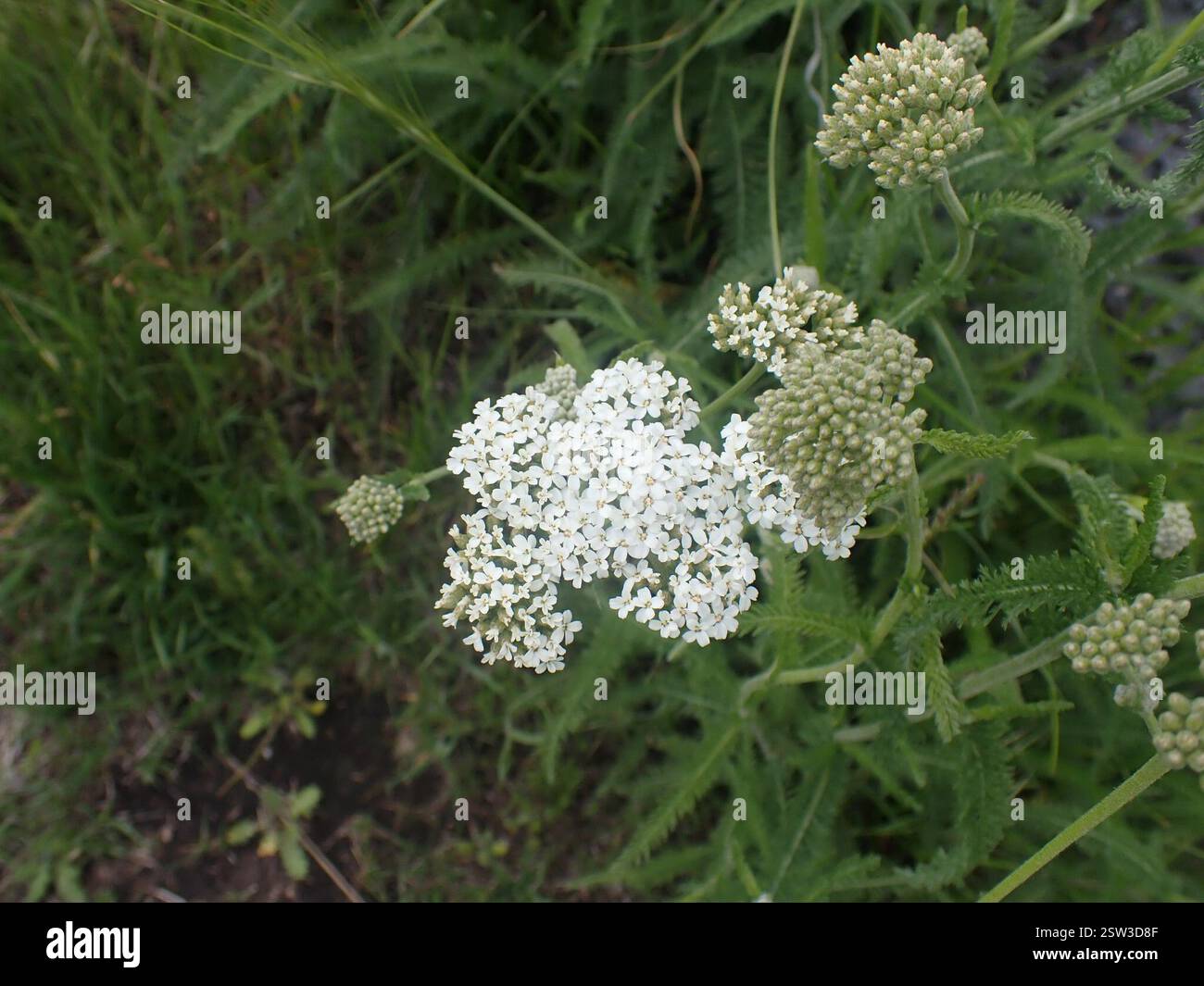 common yarrow (Achillea millefolium), Plantae, Gilpin Grasslands ...