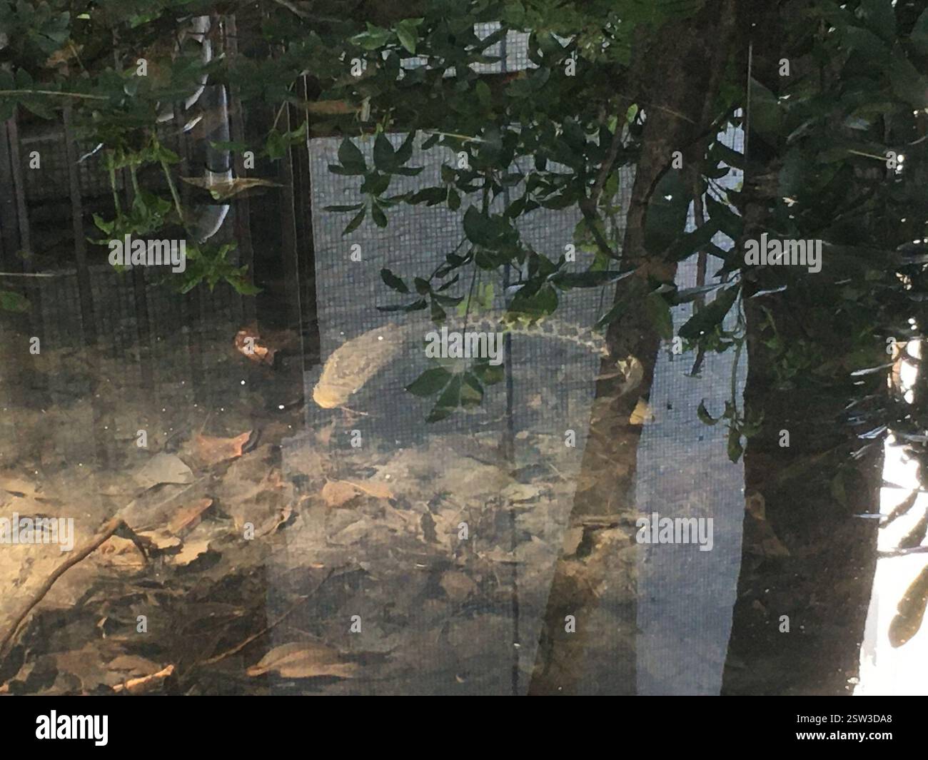 Blotched Snakehead (Channa maculata), Actinopterygii, 國立臺北科技大學, 大安區, TW ...